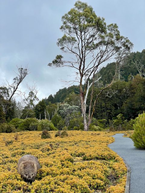 9 Best Cradle Mountain Walks in 2025 for an unforgettable Tasmanian ...