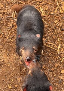 The Ultimate Guide to Visiting Breathtaking Cradle Mountain in Winter ...