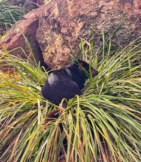 Cradle Mountain - a complete guide 2024 - Tasmania Trails