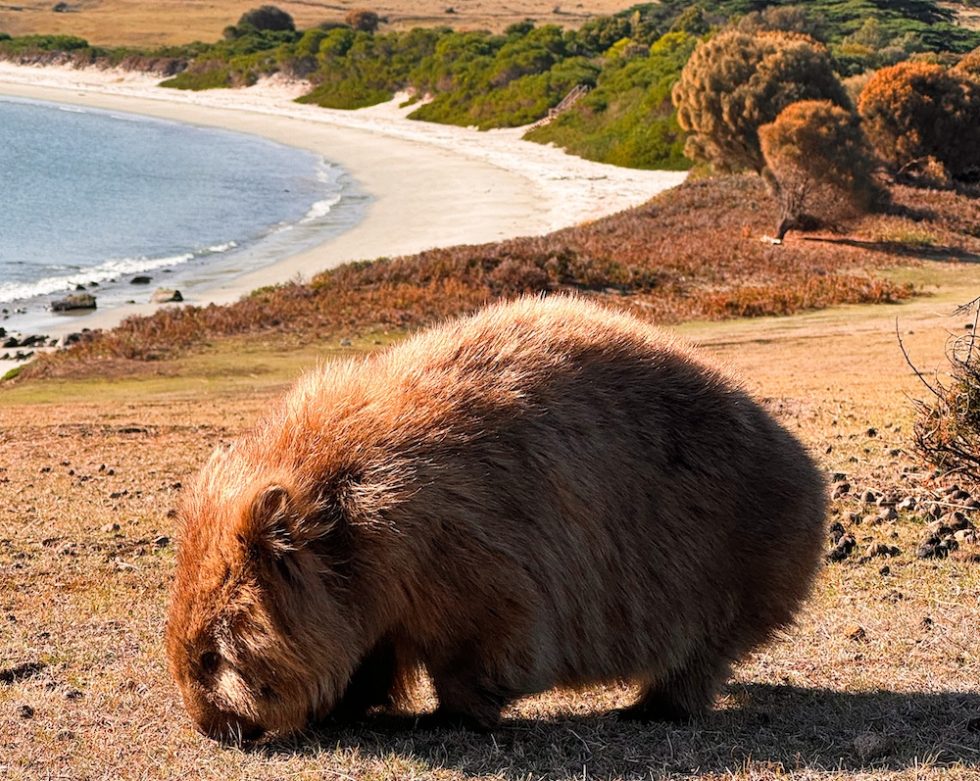 A magical Maria Island day trip you'll rave about after - Tasmania Trails
