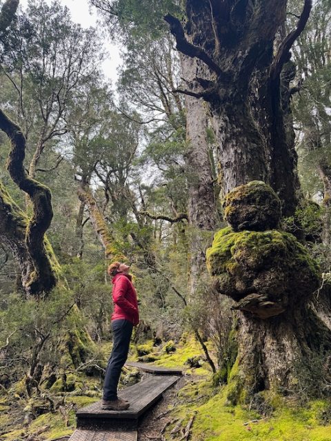 9 Best Cradle Mountain Walks in 2025 for an unforgettable Tasmanian ...