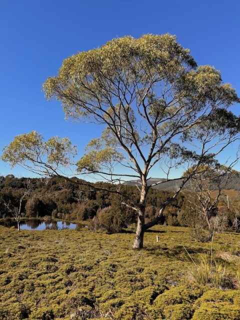 Top 10 Best Tasmania Short Walks (that beat the official list ...